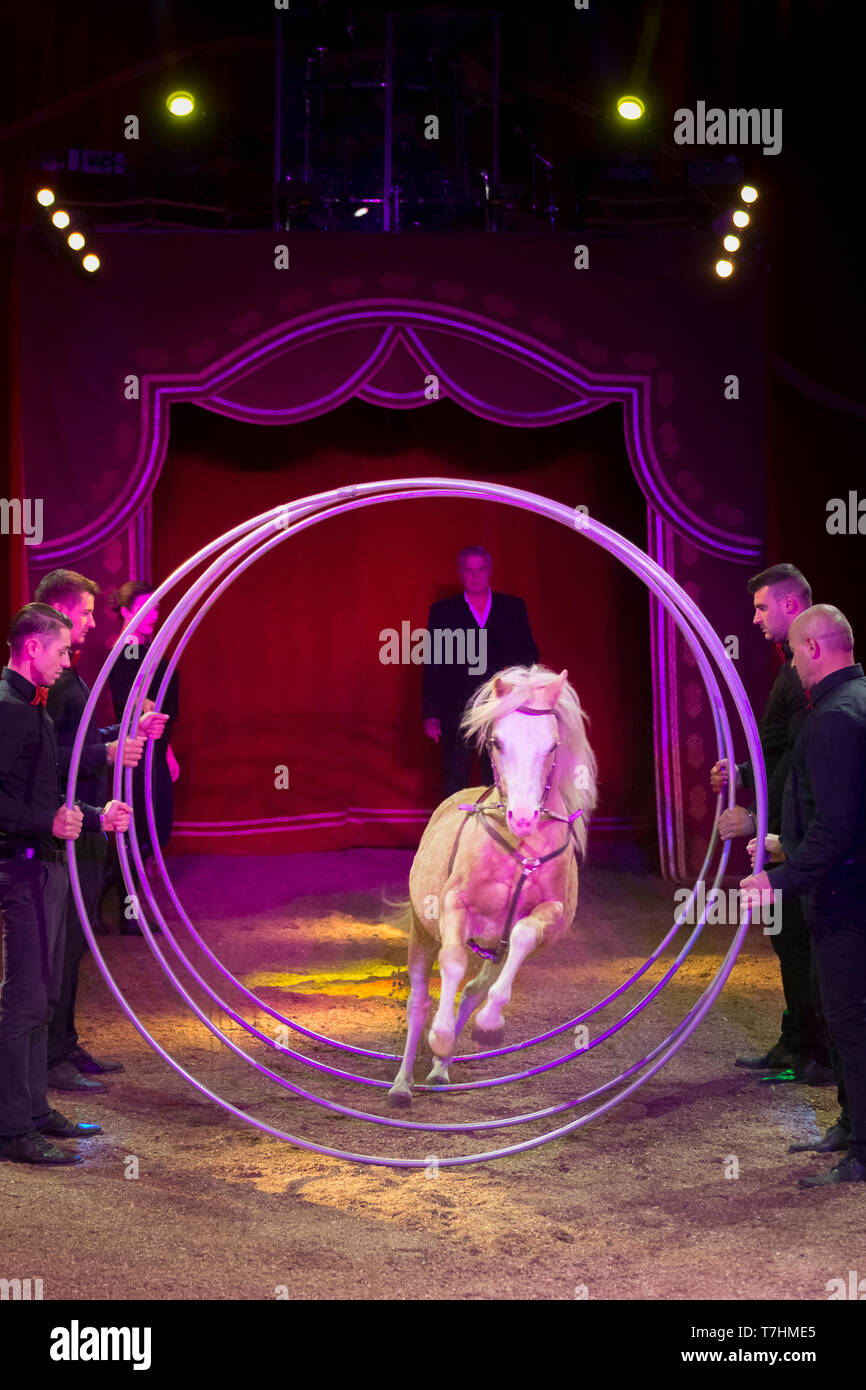 Welsh pony dressage hi-res stock photography and images - Alamy