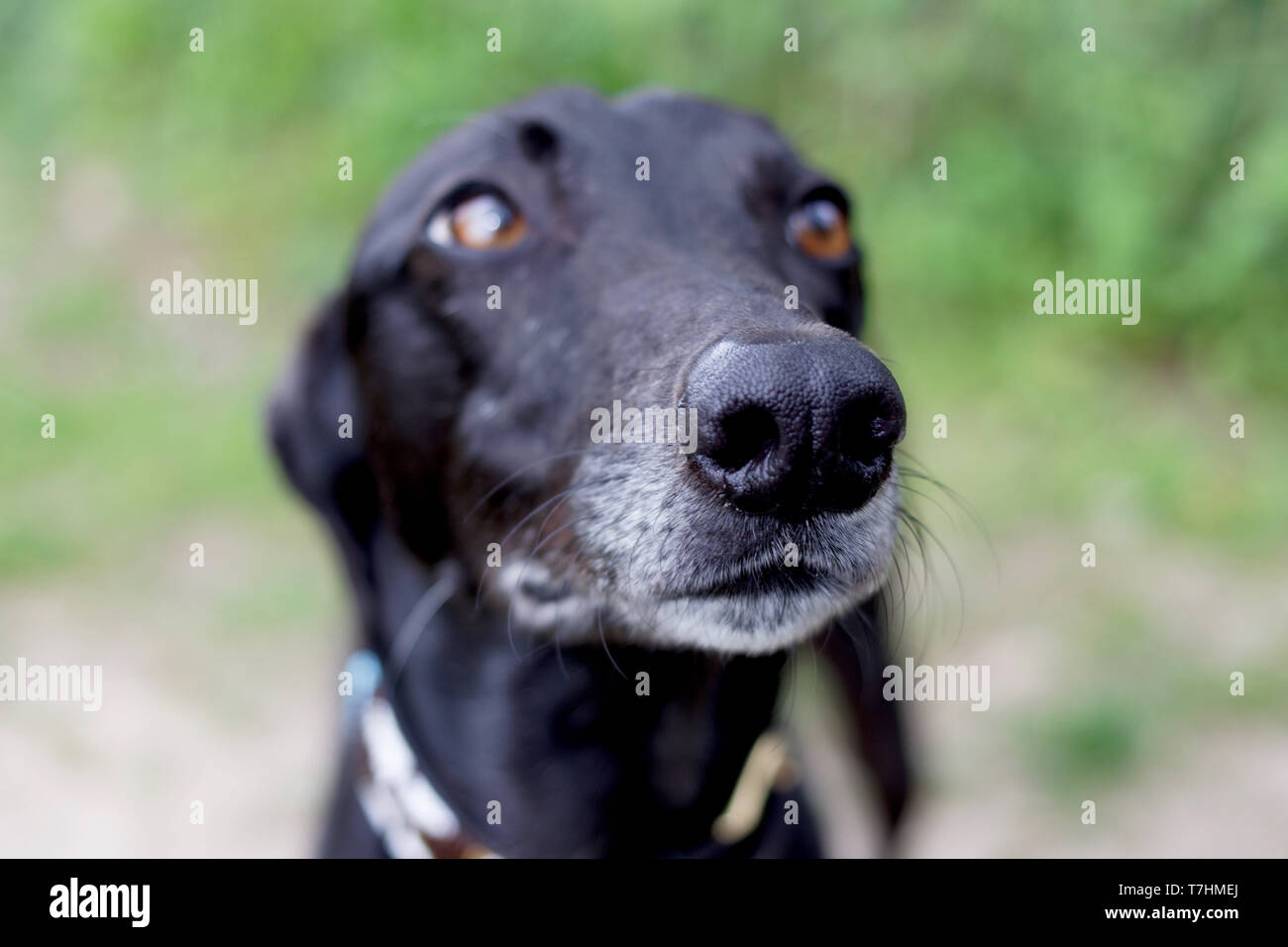 Black greyhound hi-res stock photography and images - Alamy