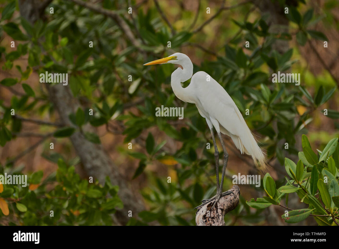 Great Egret, Ardea alba, in mangroves, Guanacaste, Costa Rica, Central ...