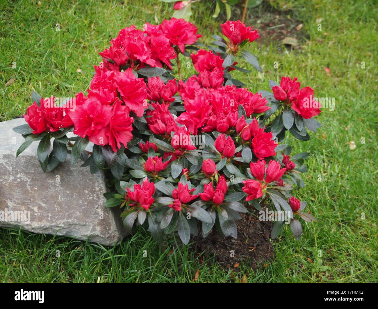 Deep red Azalea bush "Rani" with flowers fully open Stock Photo - Alamy
