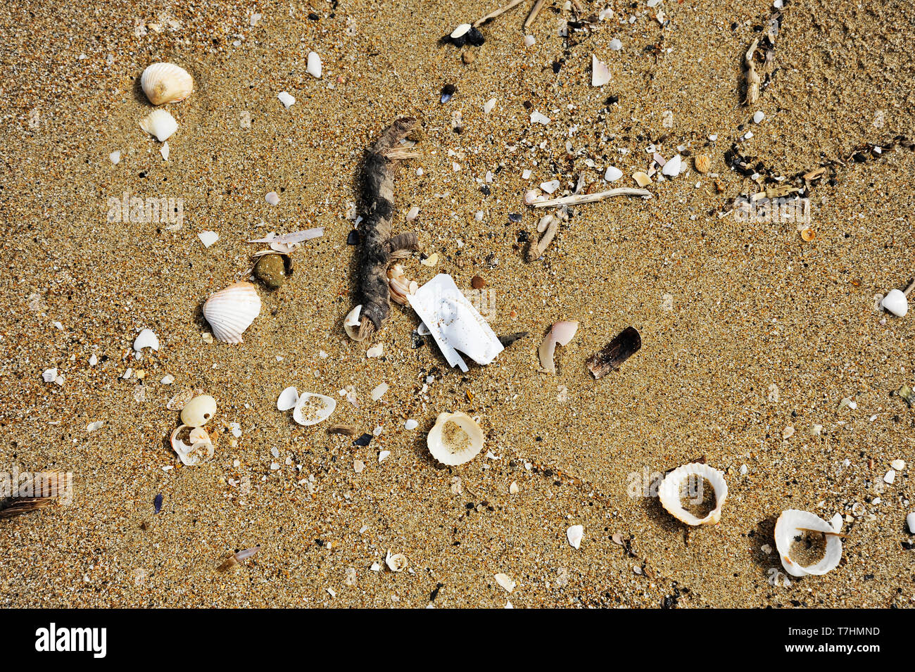 Plastic fragments and shells on the sand. Garbage on the beach. Dirty ...