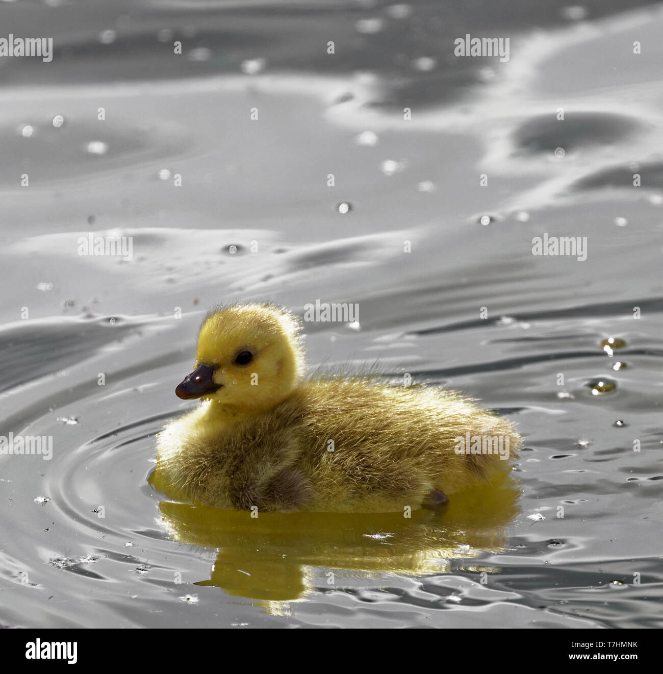 Cute goose hi-res stock photography and images - Alamy
