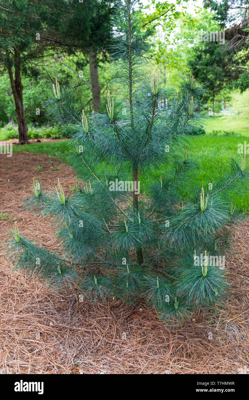 Georgia pine tree hi-res stock photography and images - Alamy