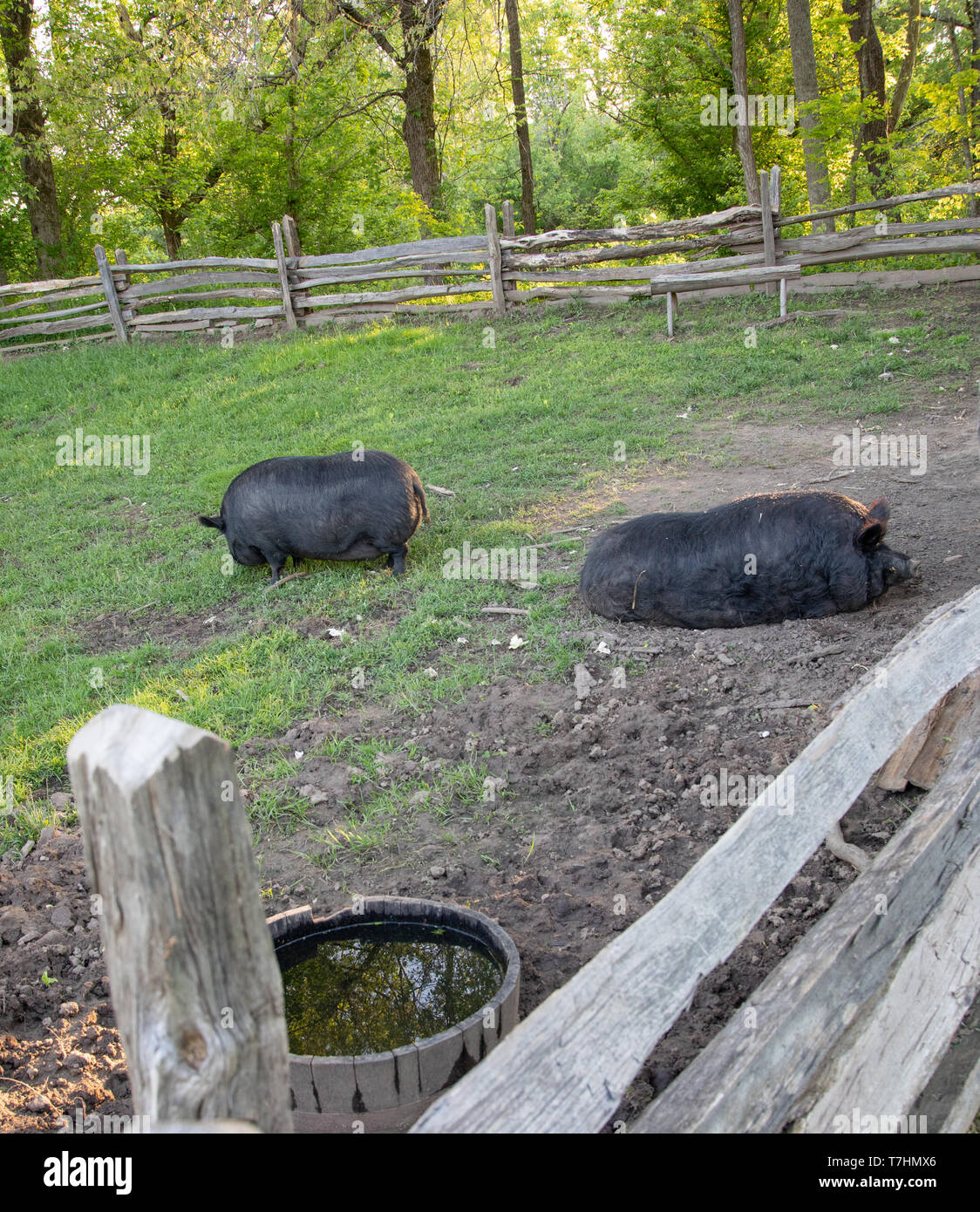 Two pigs in pen hi-res stock photography and images - Alamy