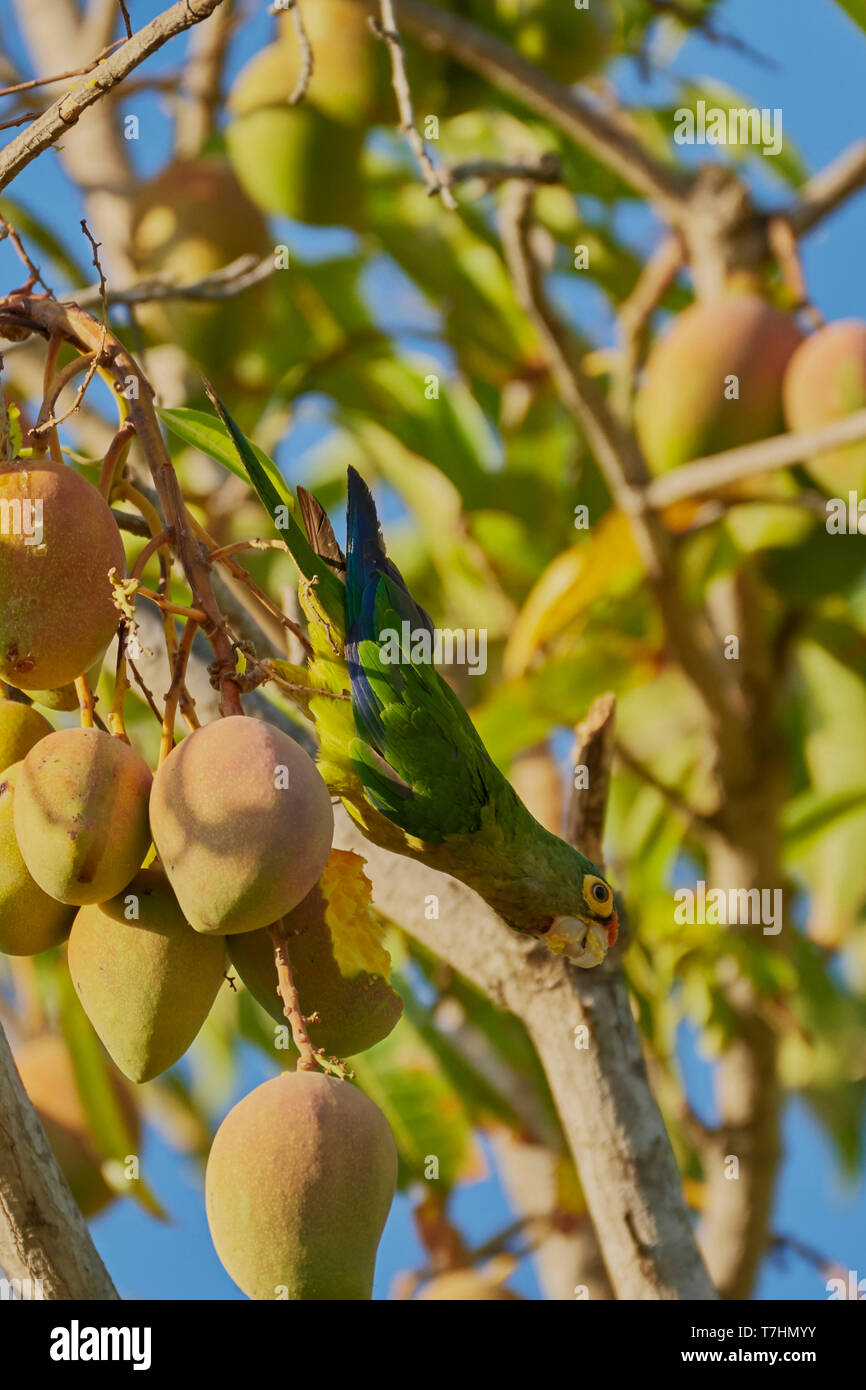 Orange-fronted Parakeet, Eupsittula canicularis, in mango tree ...