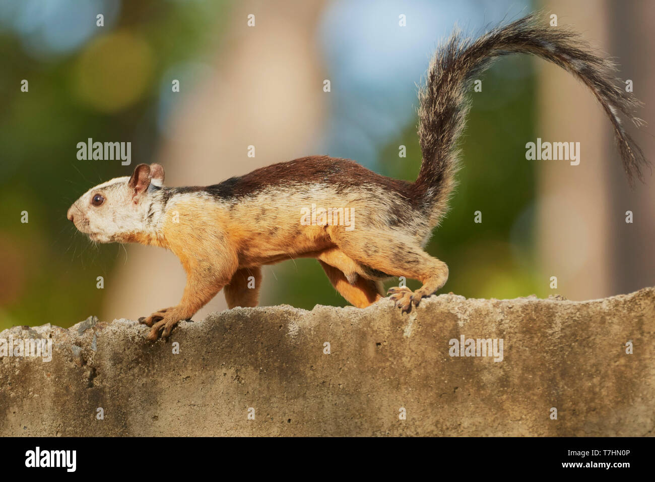 Variegated Squirrel, Sciurus variegatoides, Guanacaste province, Costa ...