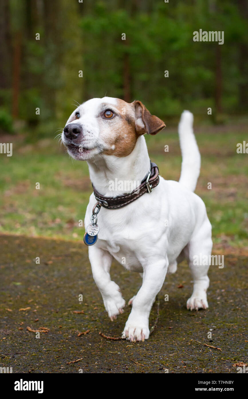 Working terrier hi-res stock photography and images - Alamy