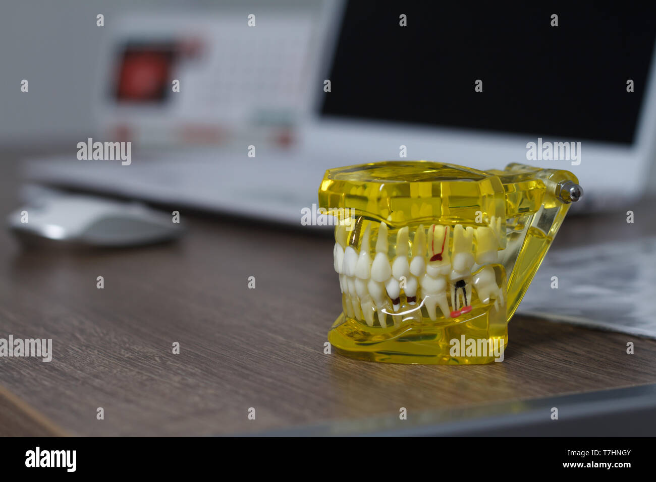 The dental tooth dentistry student learning teaching model showing ...