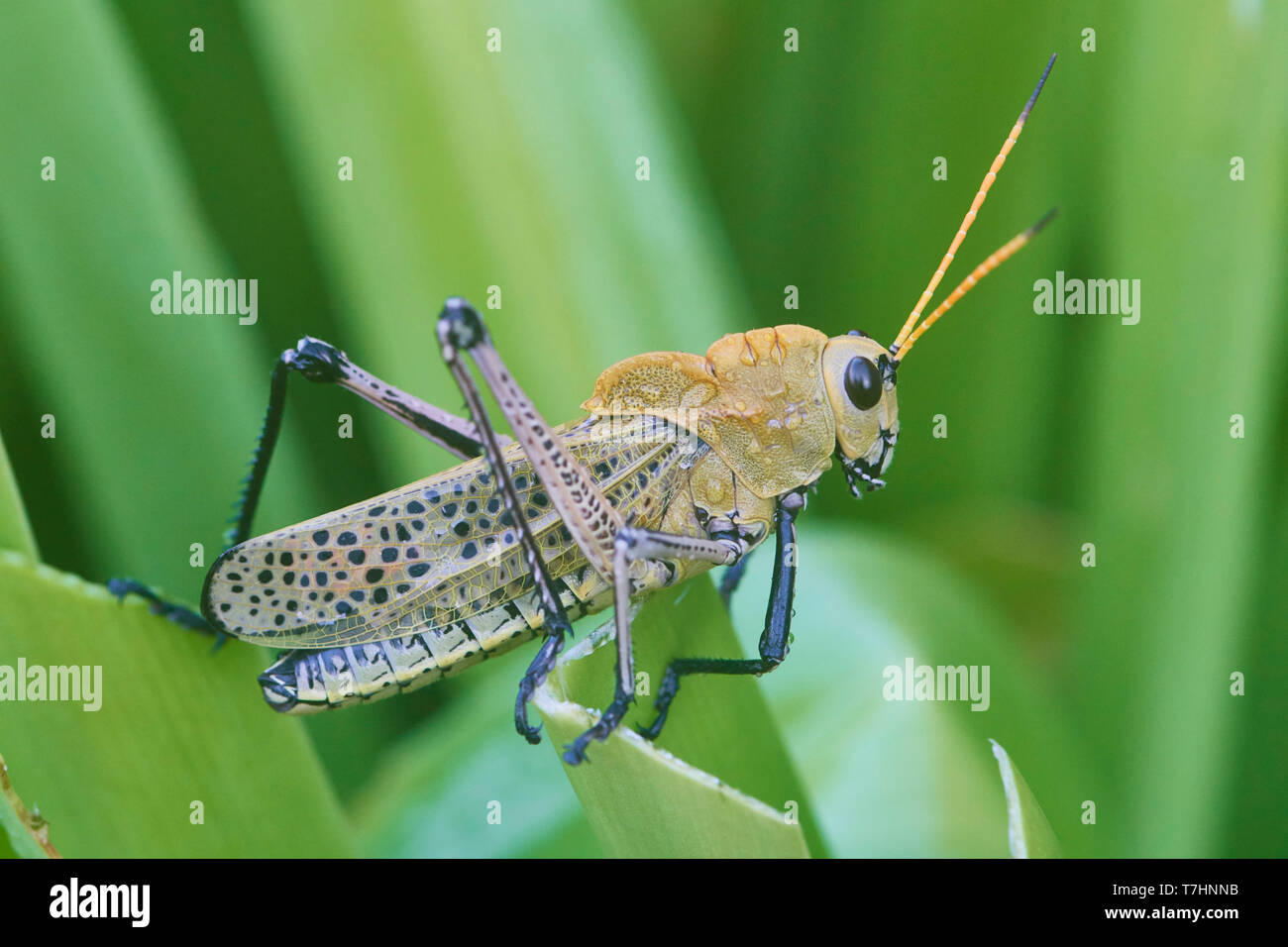 Adult eastern lubber grasshopper hi-res stock photography and images ...