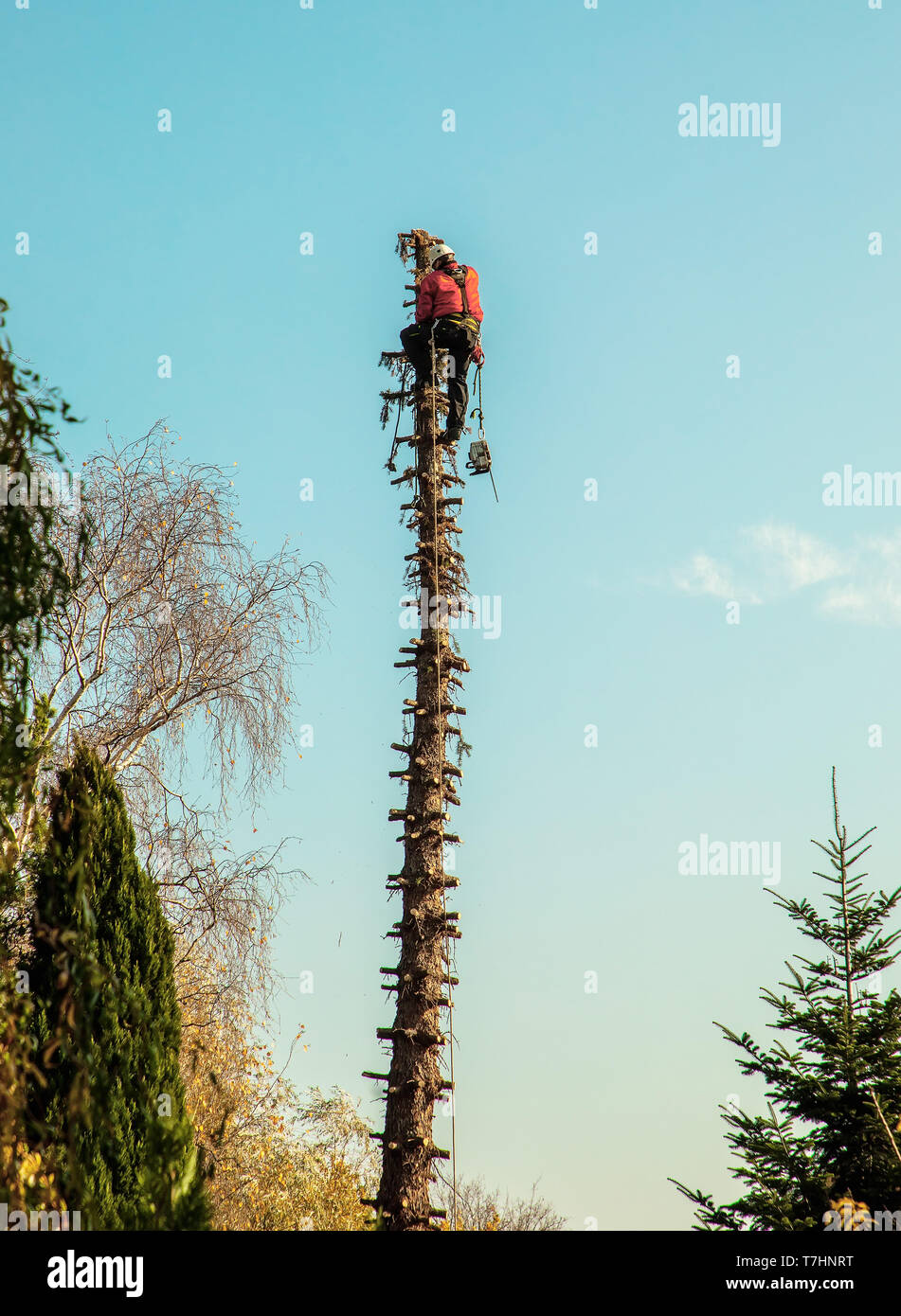 unrecognizable lumberjack at the top of a tall pine tree without ...