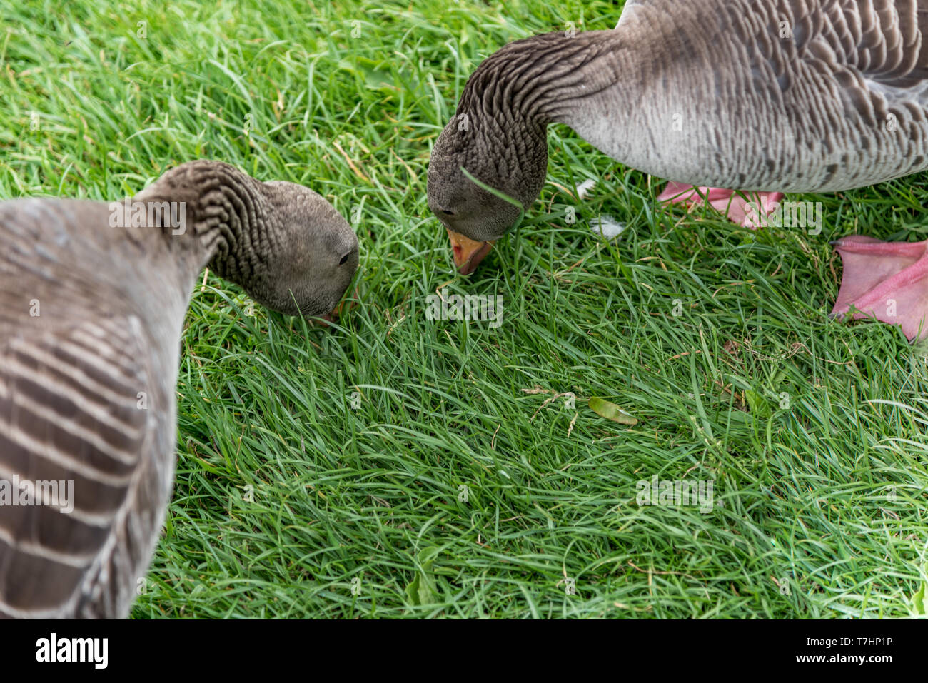 Webbed neck hi-res stock photography and images - Alamy