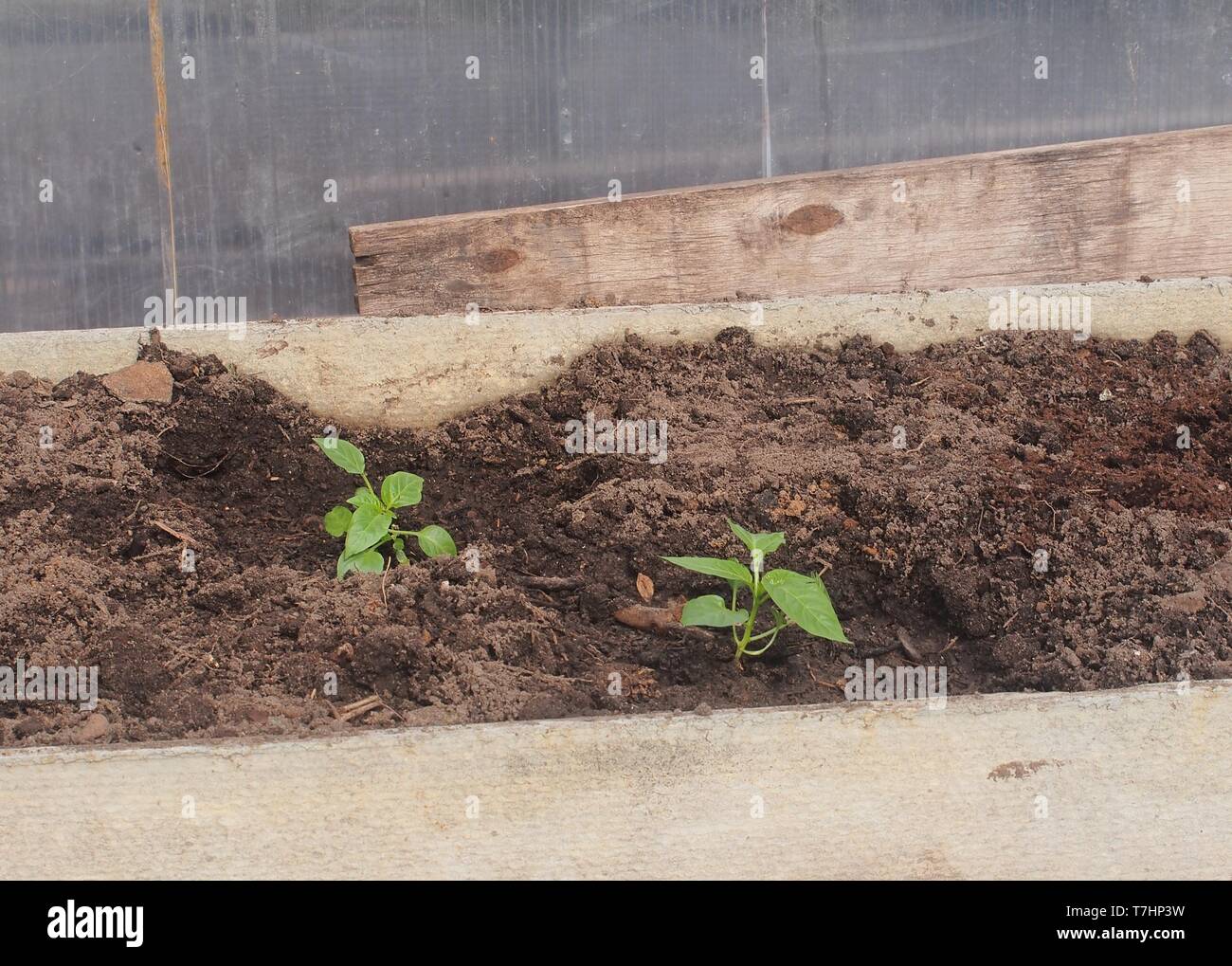 Young sprouts of pepper, planted in the beds in the greenhouse ...