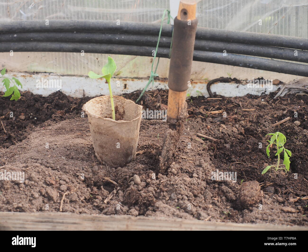 Courgette sprouting hi-res stock photography and images - Alamy