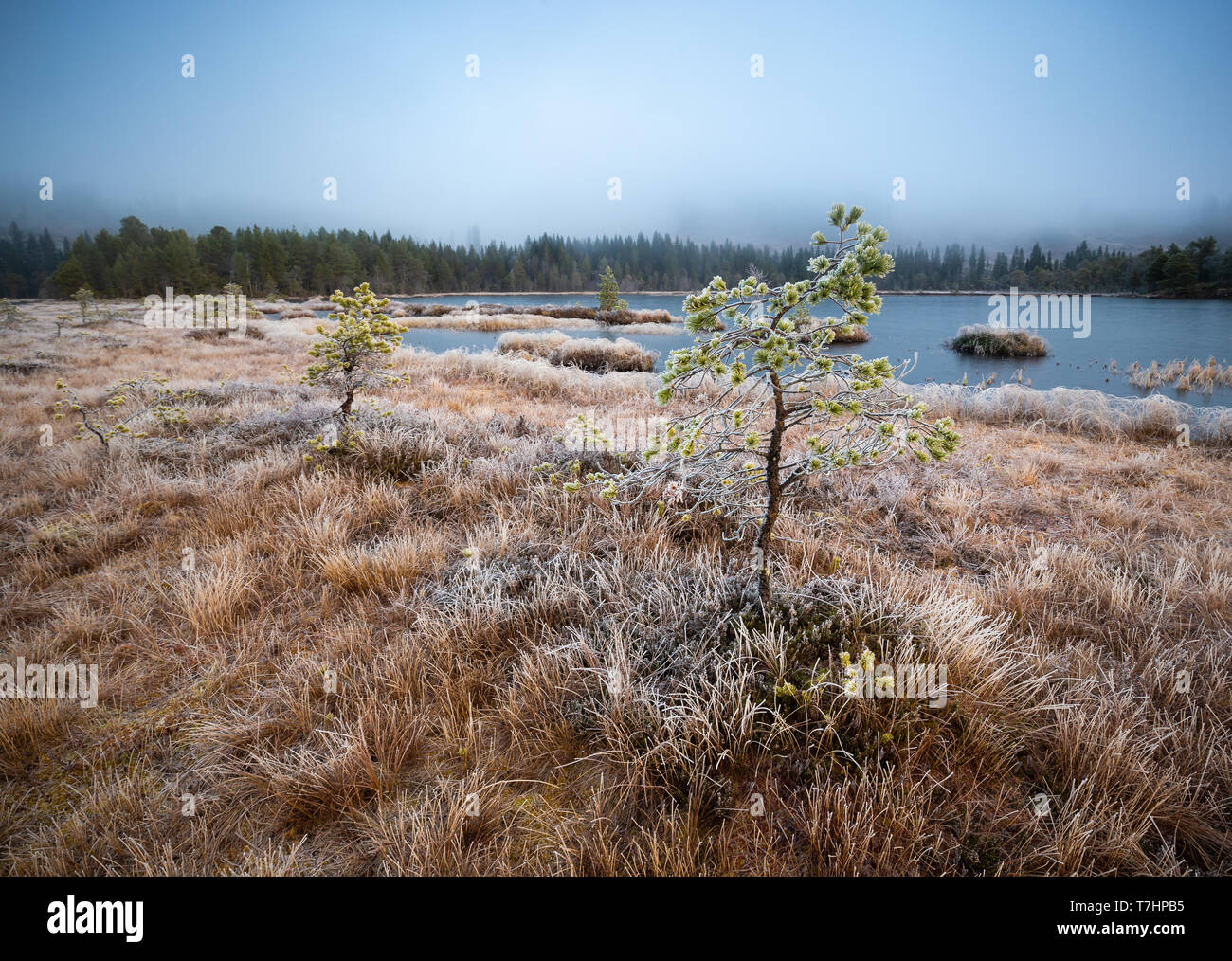 Boreal winter hi-res stock photography and images - Alamy
