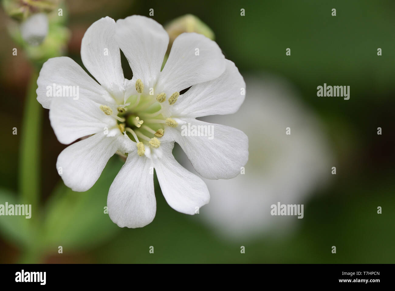Macro shot of a sea campion (silene uniflora) flower in bloom Stock ...