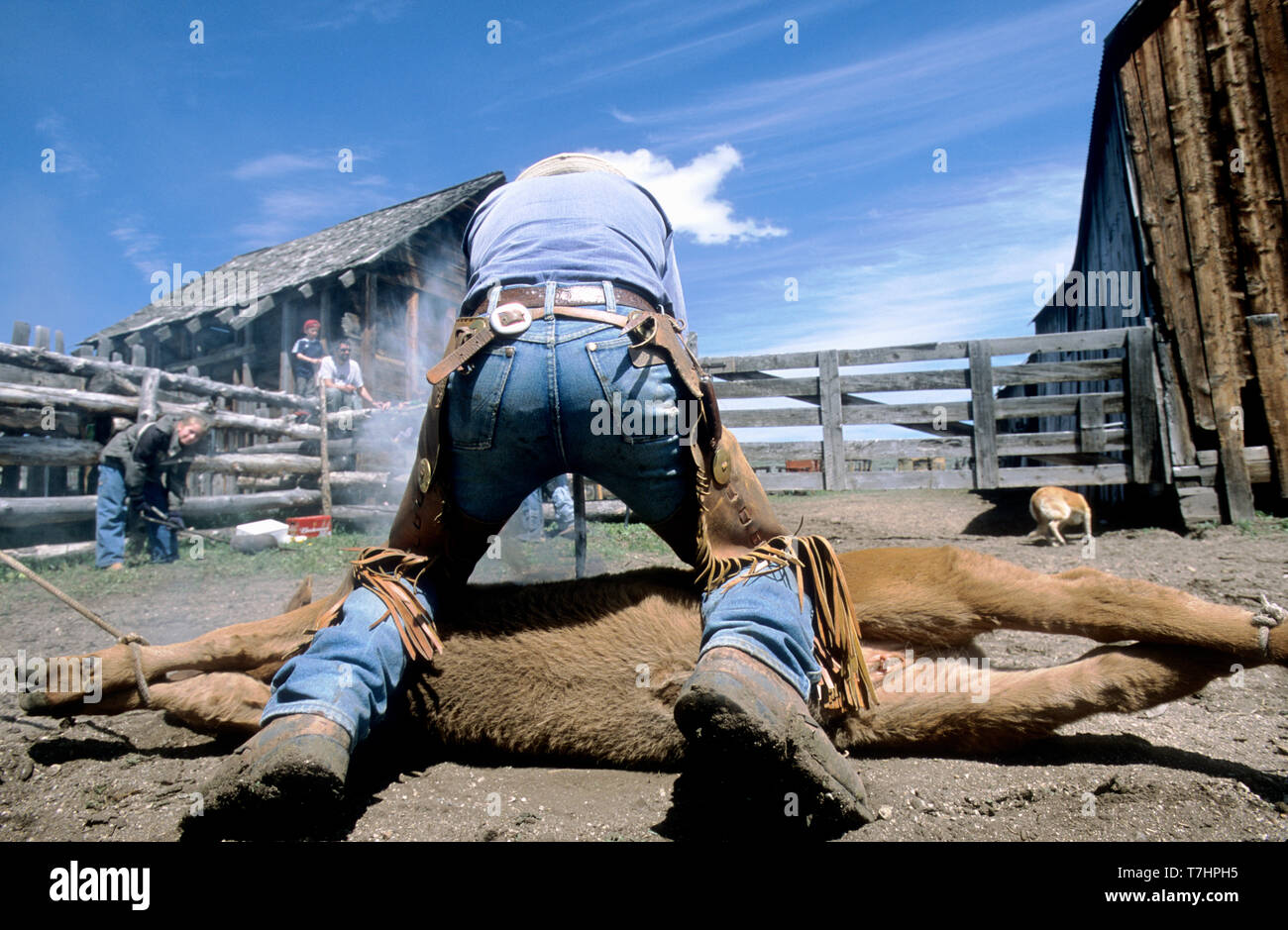 Cowboy branding cow branding iron hi-res stock photography and images ...