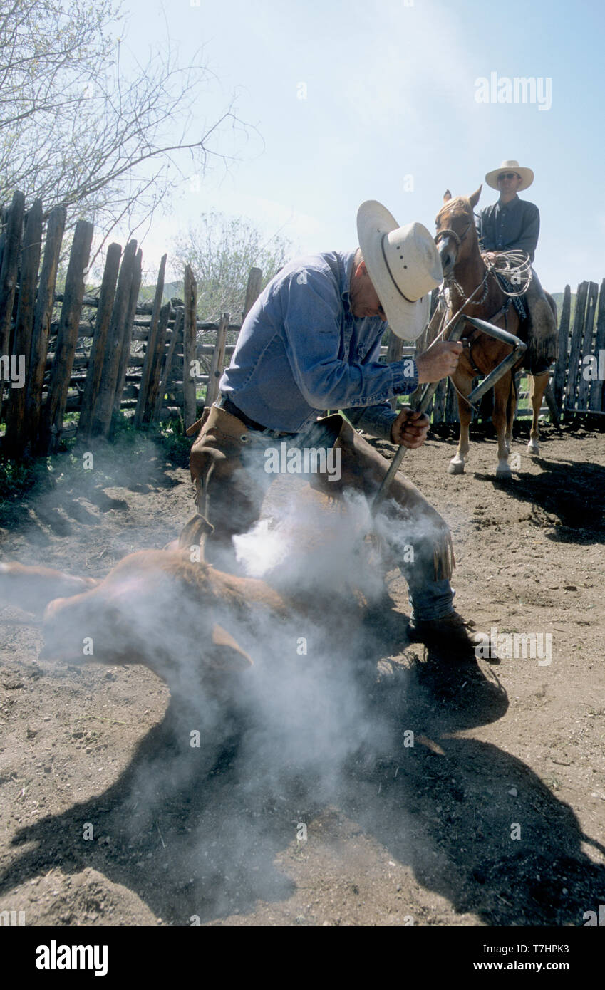 Branding a calf on an Idaho ranch (MR Stock Photo - Alamy
