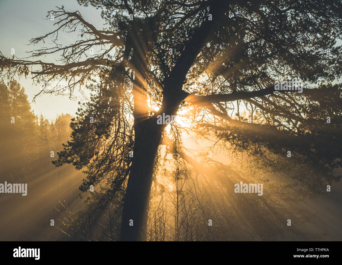 Amazing light in branches of a pine tree. Sunrise orange light Stock ...