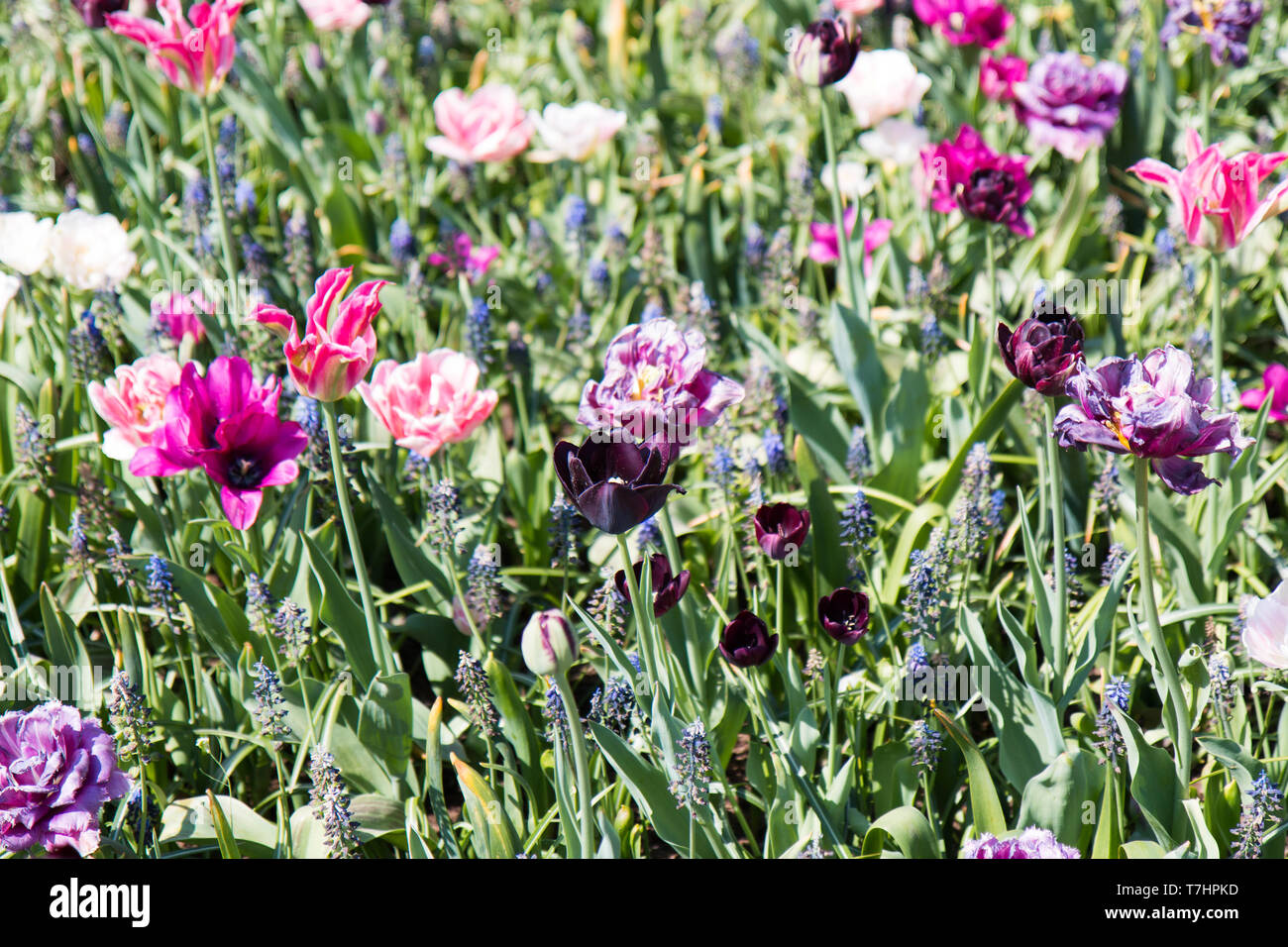 Dutchland hi-res stock photography and images - Alamy