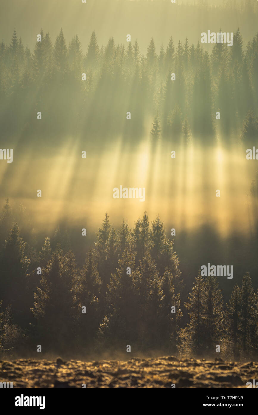 Boreal tree top hi-res stock photography and images - Alamy
