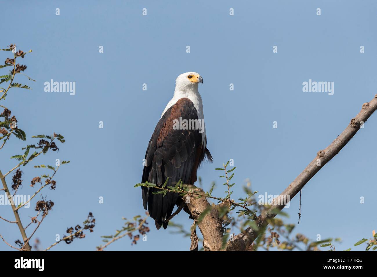 Ethiopia, Rift Valley, Ziway lake, African fish eagle (Haliaeetus ...