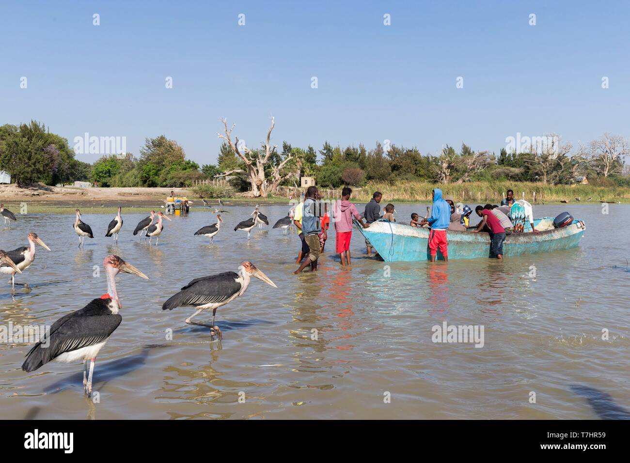 Ethiopia, Rift Valley, Ziway lake, Marabou stork (Leptoptilos ...