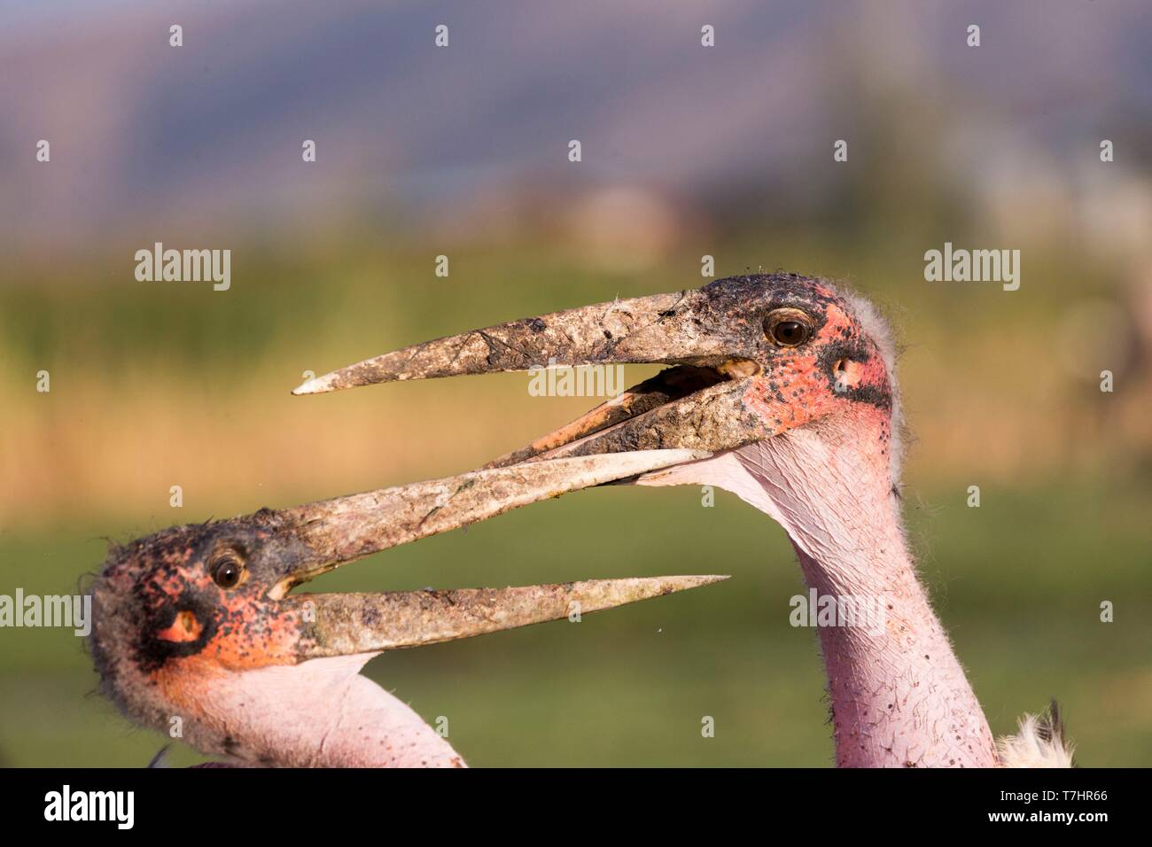 Ethiopia, Rift Valley, Ziway lake, Marabou stork (Leptoptilos ...