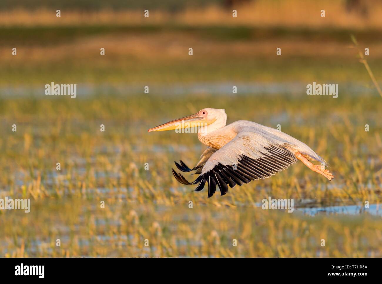 Ethiopia, Rift Valley, Ziway lake, Great White pelican (Pelecanus ...