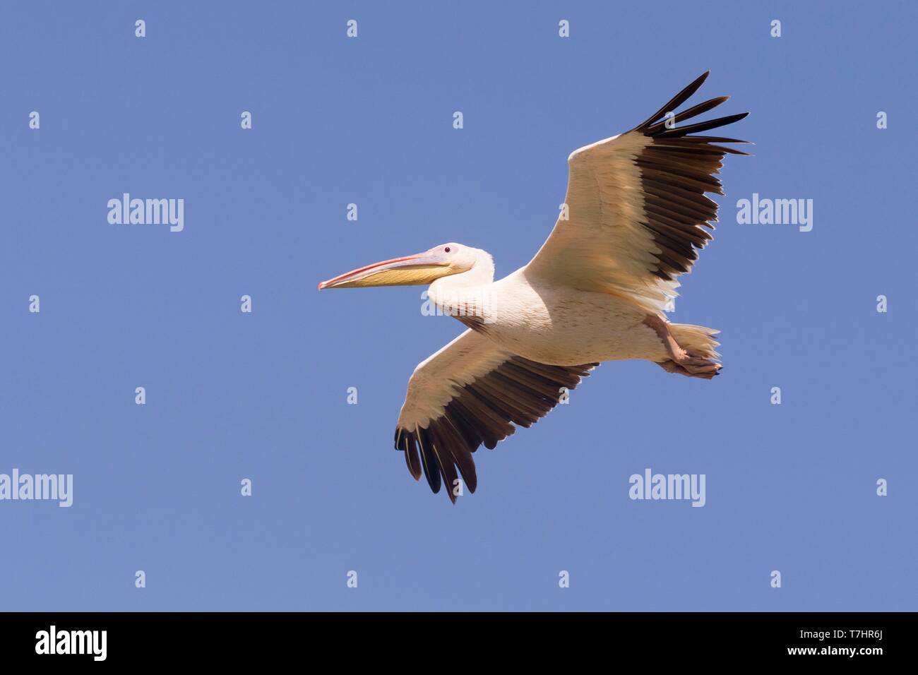 Ethiopia, Rift Valley, Ziway lake, Great White pelican (Pelecanus ...