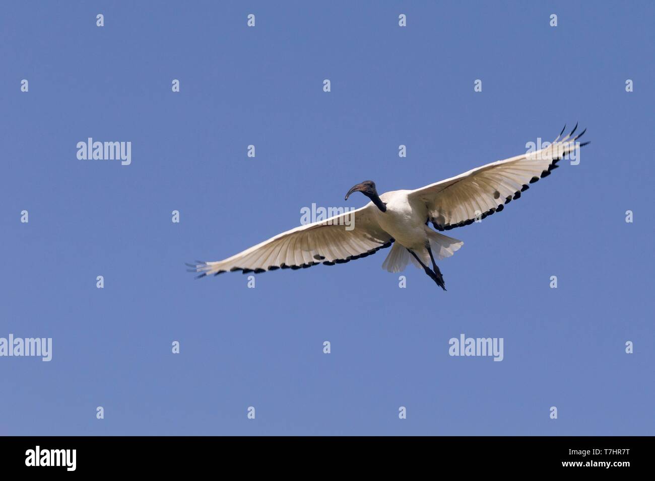 Ethiopia, Rift Valley, Ziway lake, African sacred ibis (Threskiornis ...