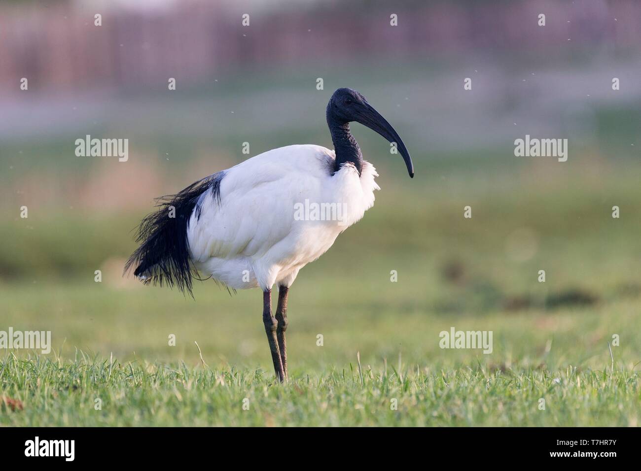 Ethiopia, Rift Valley, Ziway lake, African sacred ibis (Threskiornis ...