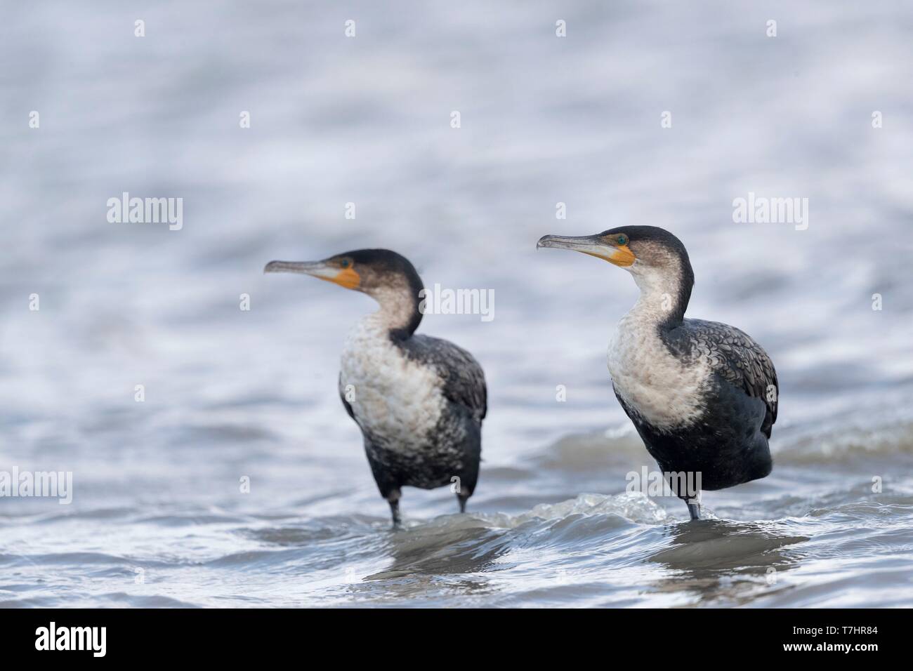 Ethiopia, Rift Valley, Ziway lake, White-breasted cormorant ...