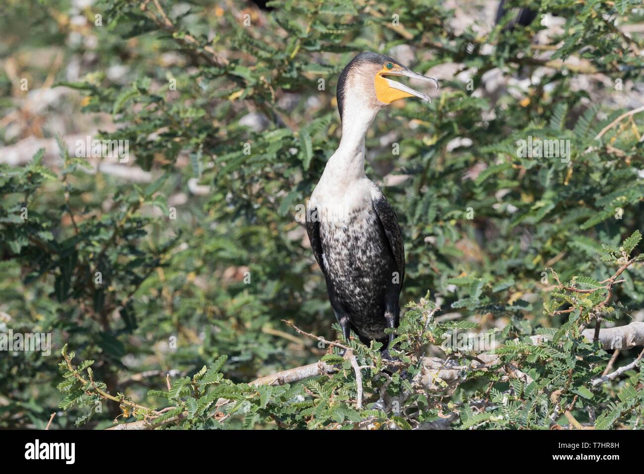 Ethiopia, Rift Valley, Ziway lake, White-breasted cormorant ...