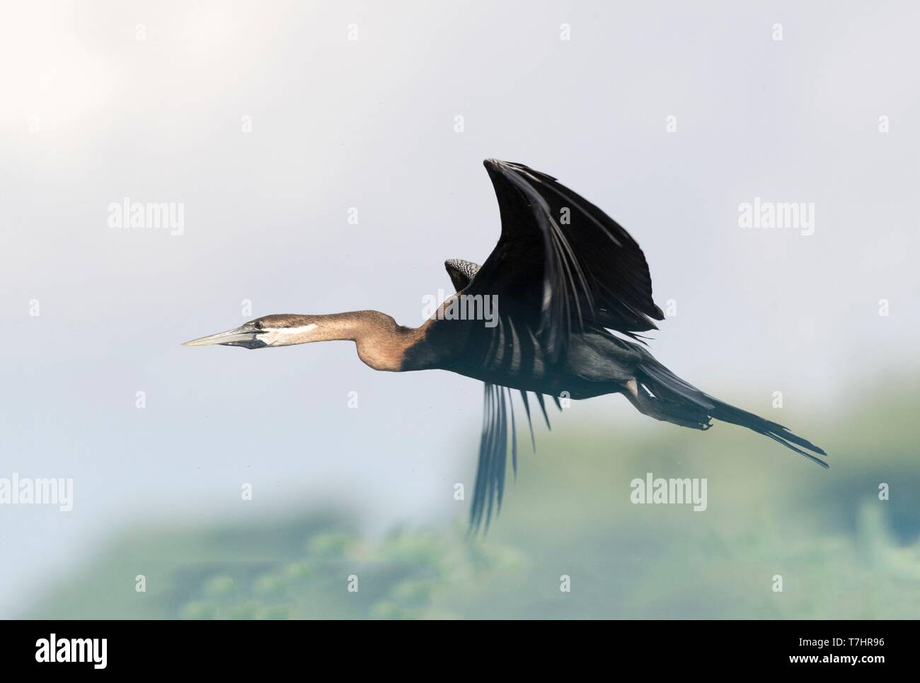 Ethiopia, Rift Valley, Ziway lake, African darter (Anhinga rufa ...
