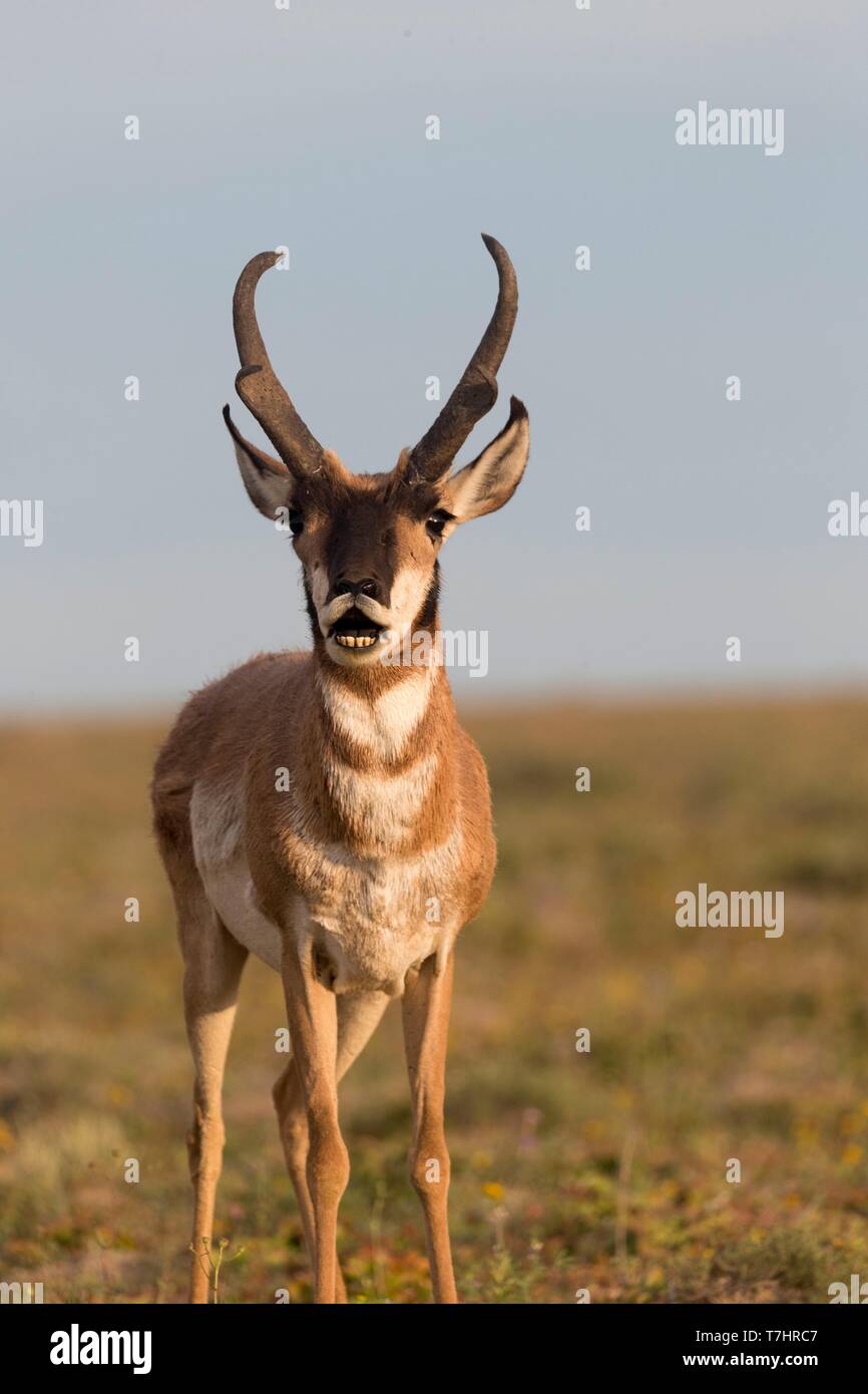 Endemic in mexico hi-res stock photography and images - Alamy