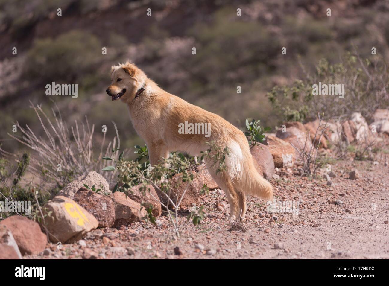 Rayo animal hi-res stock photography and images - Alamy