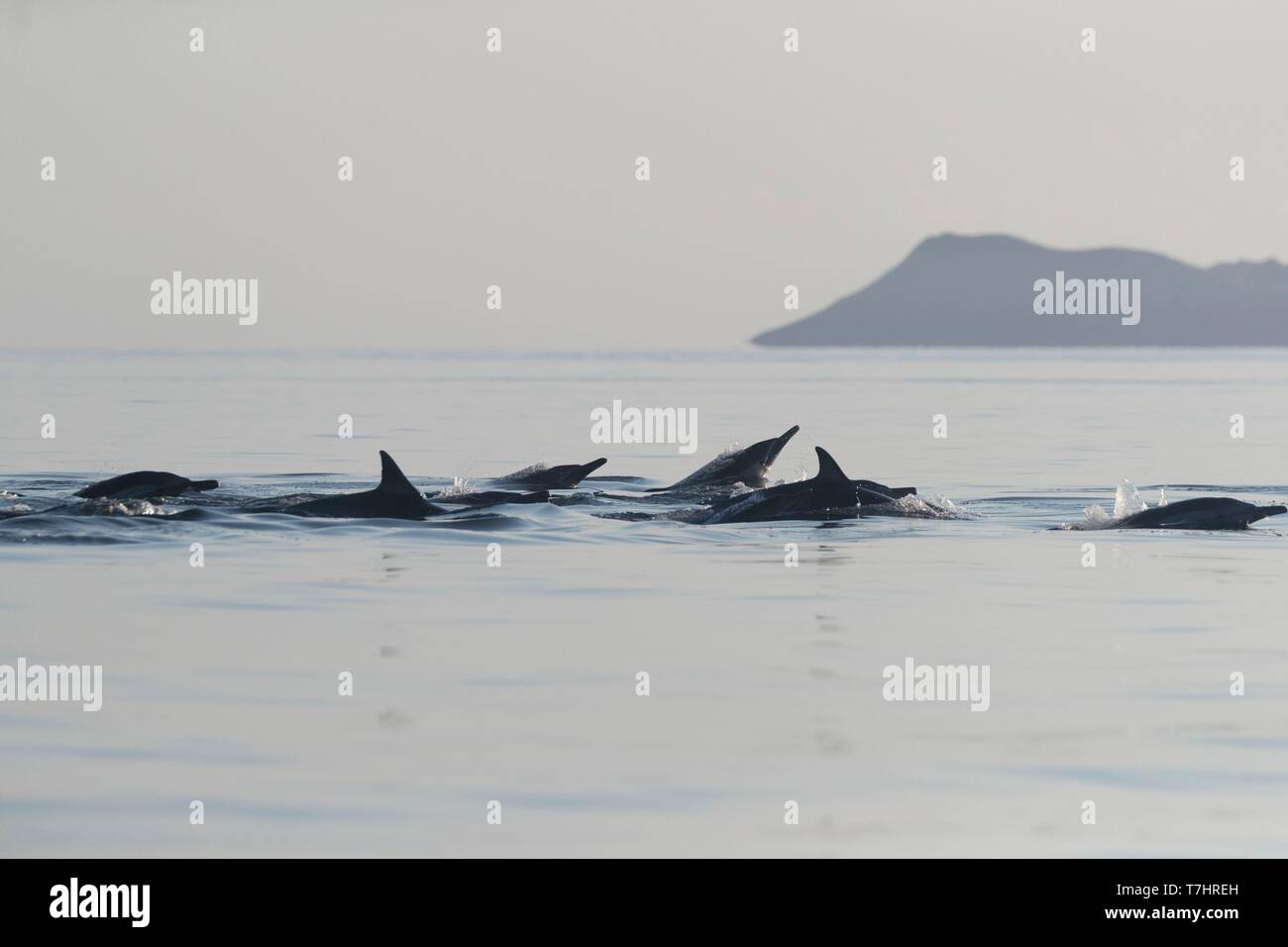 Mexico, Baja California Sur, Gulf of California (also known as the Sea ...