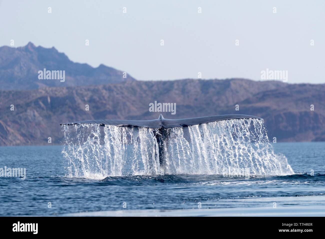 Mexico, Baja California Sur, Gulf of California (also known as the Sea ...