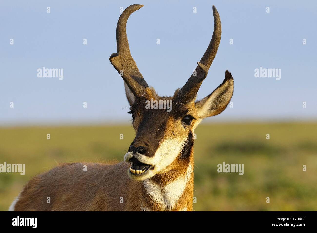 Endemic in mexico hi-res stock photography and images - Alamy