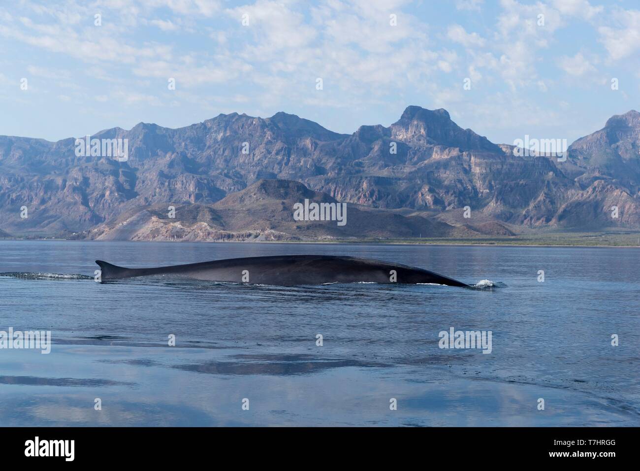 Mexico, Baja California Sur, Gulf of California (also known as the Sea ...