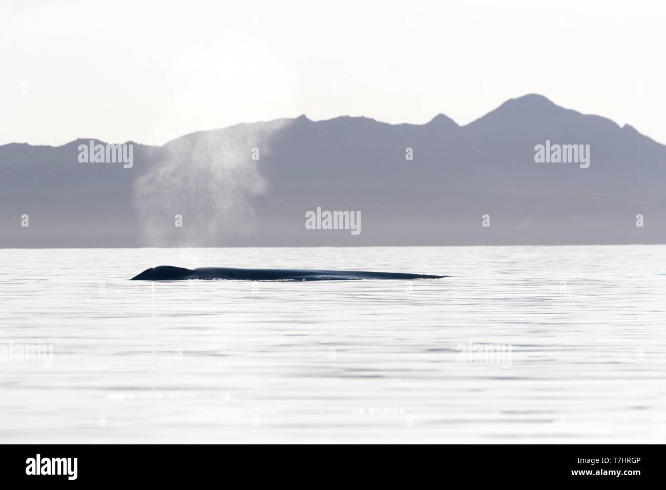 Mexico, Baja California Sur, Gulf of California (also known as the Sea ...