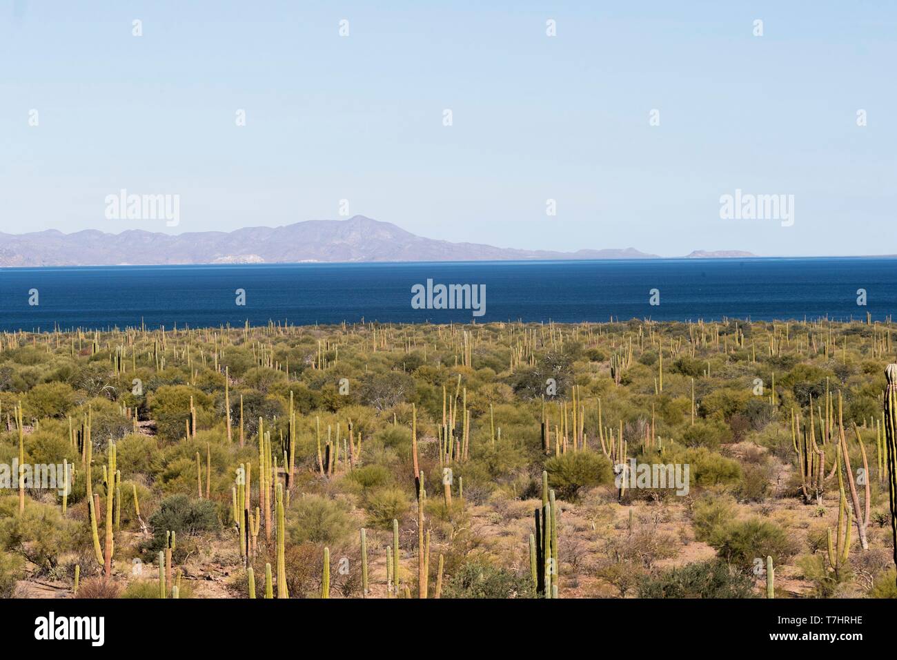 Desert landscape baja california mexico hi-res stock photography and ...