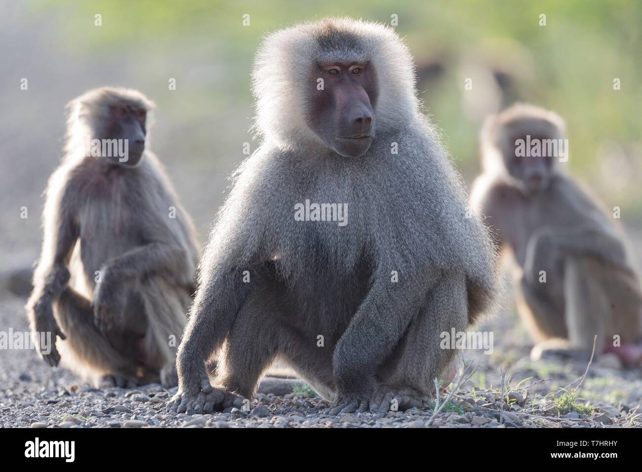 Ethiopia, Rift Valley, Awash, Hamadryas baboon (Papio hamadryas ...