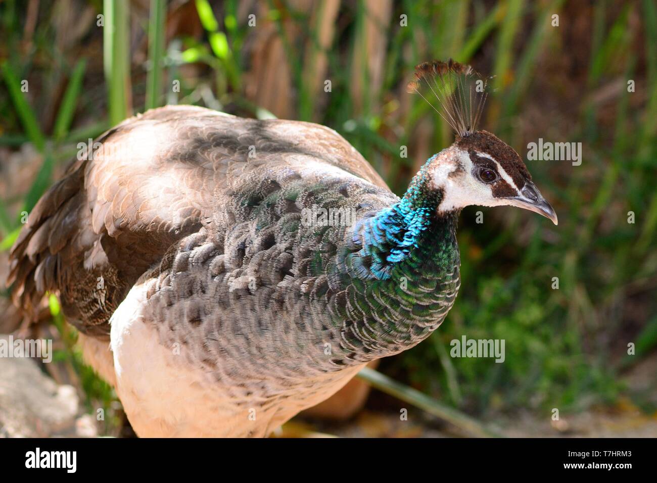 Indian peahen hi-res stock photography and images - Alamy