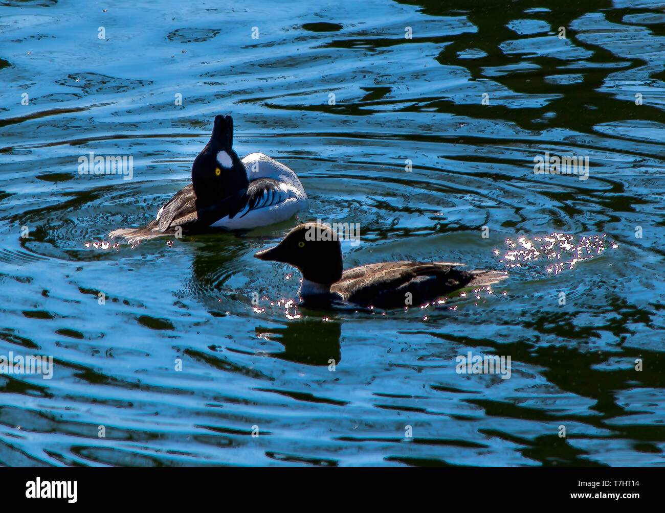 Goldeneye ducks in the pond Stock Photo - Alamy
