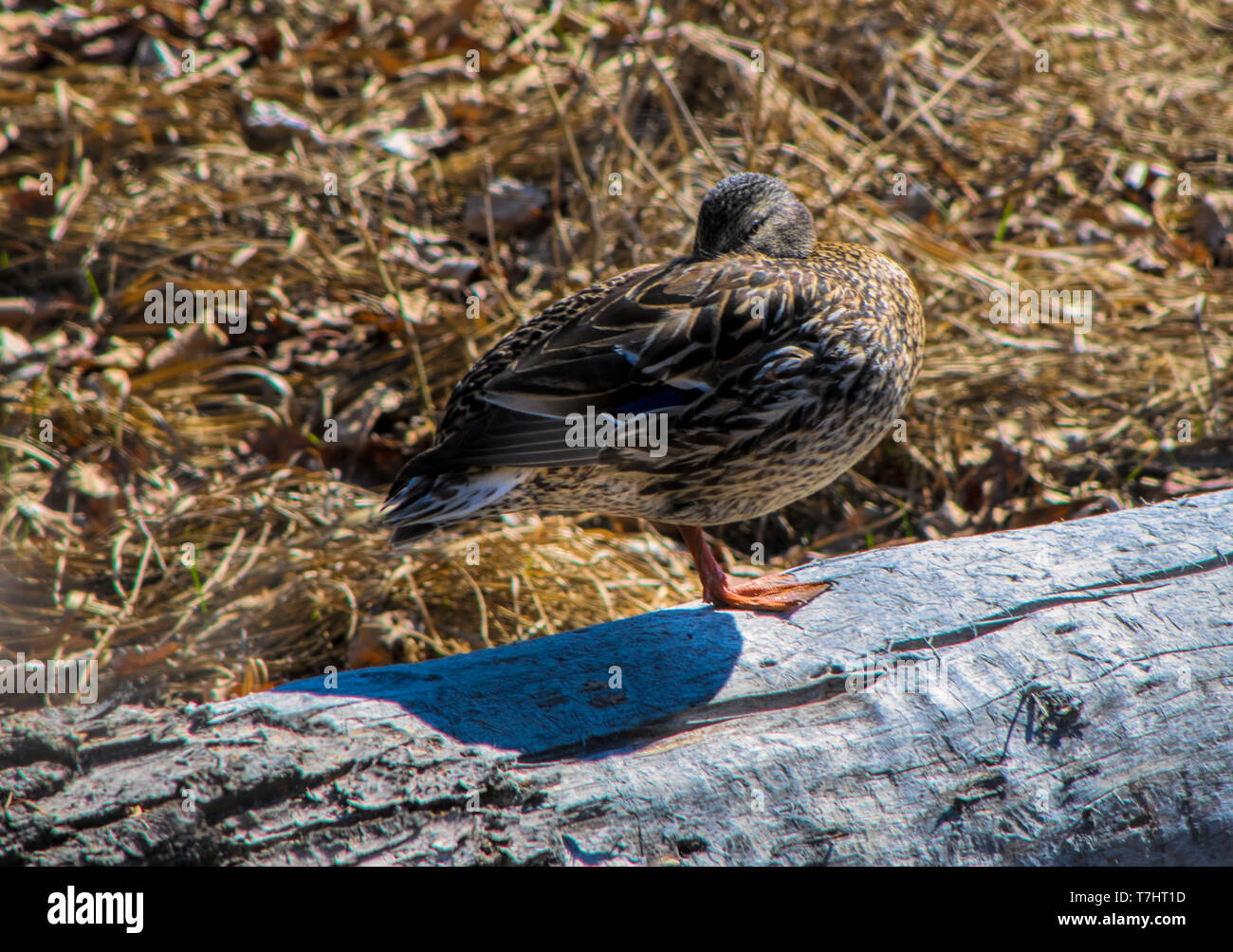 Nesting spot hi-res stock photography and images - Alamy