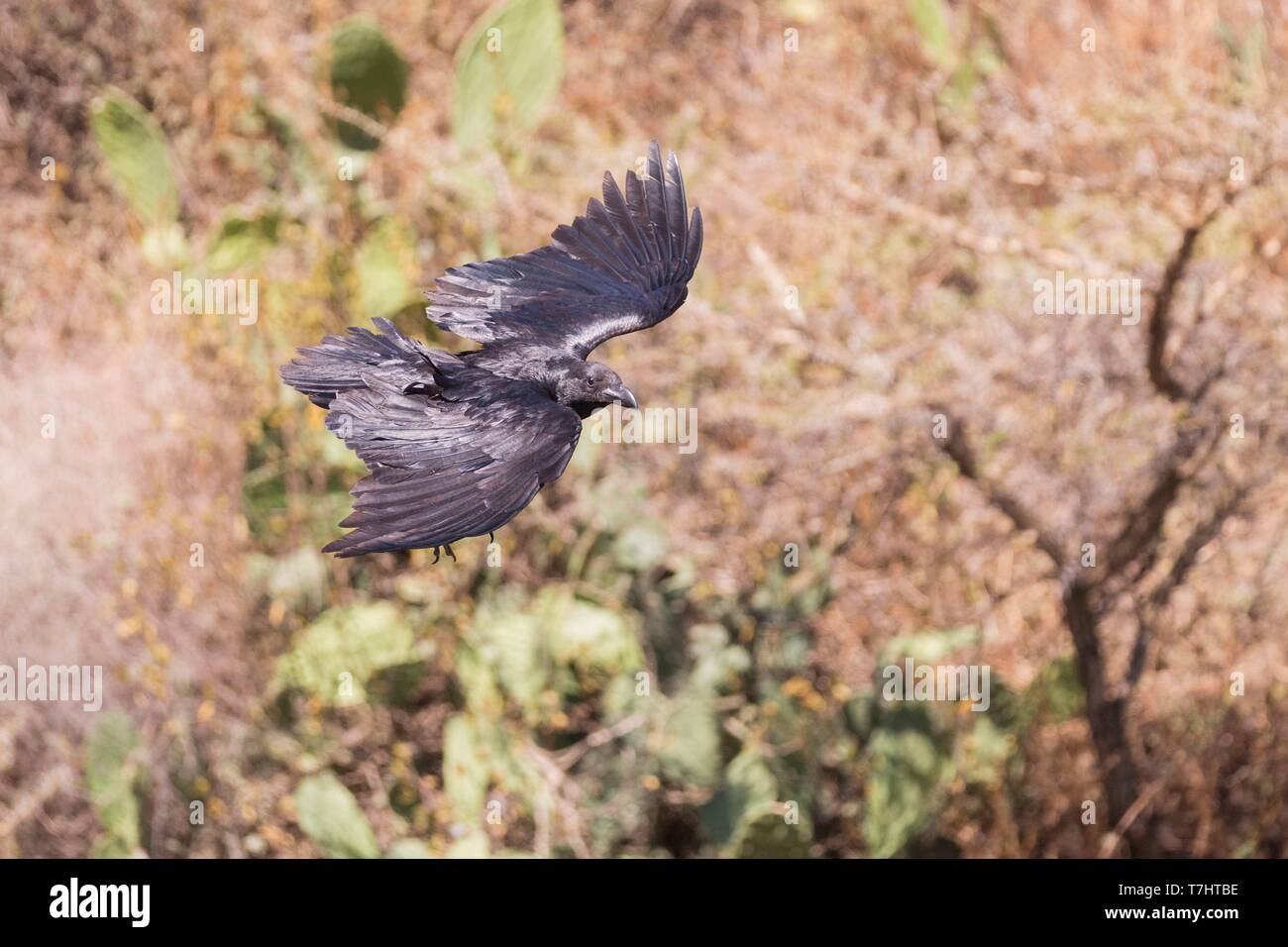 Ethiopia, Rift Valley, Debre Libanos, Fan-tailed raven (Corvus ...