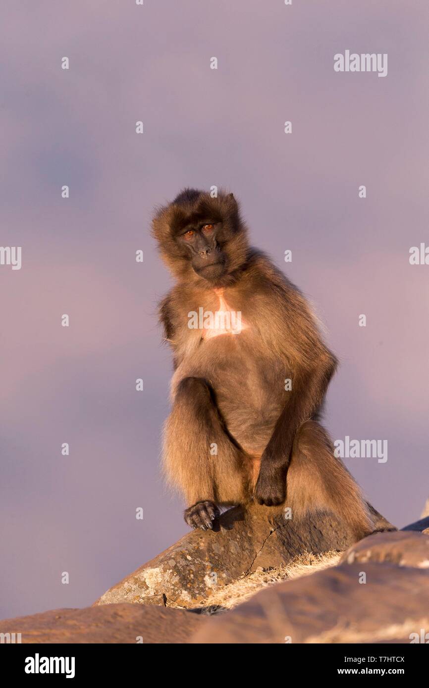 Ethiopia, Rift Valley, Debre Libanos, Gelada or Gelada baboon ...