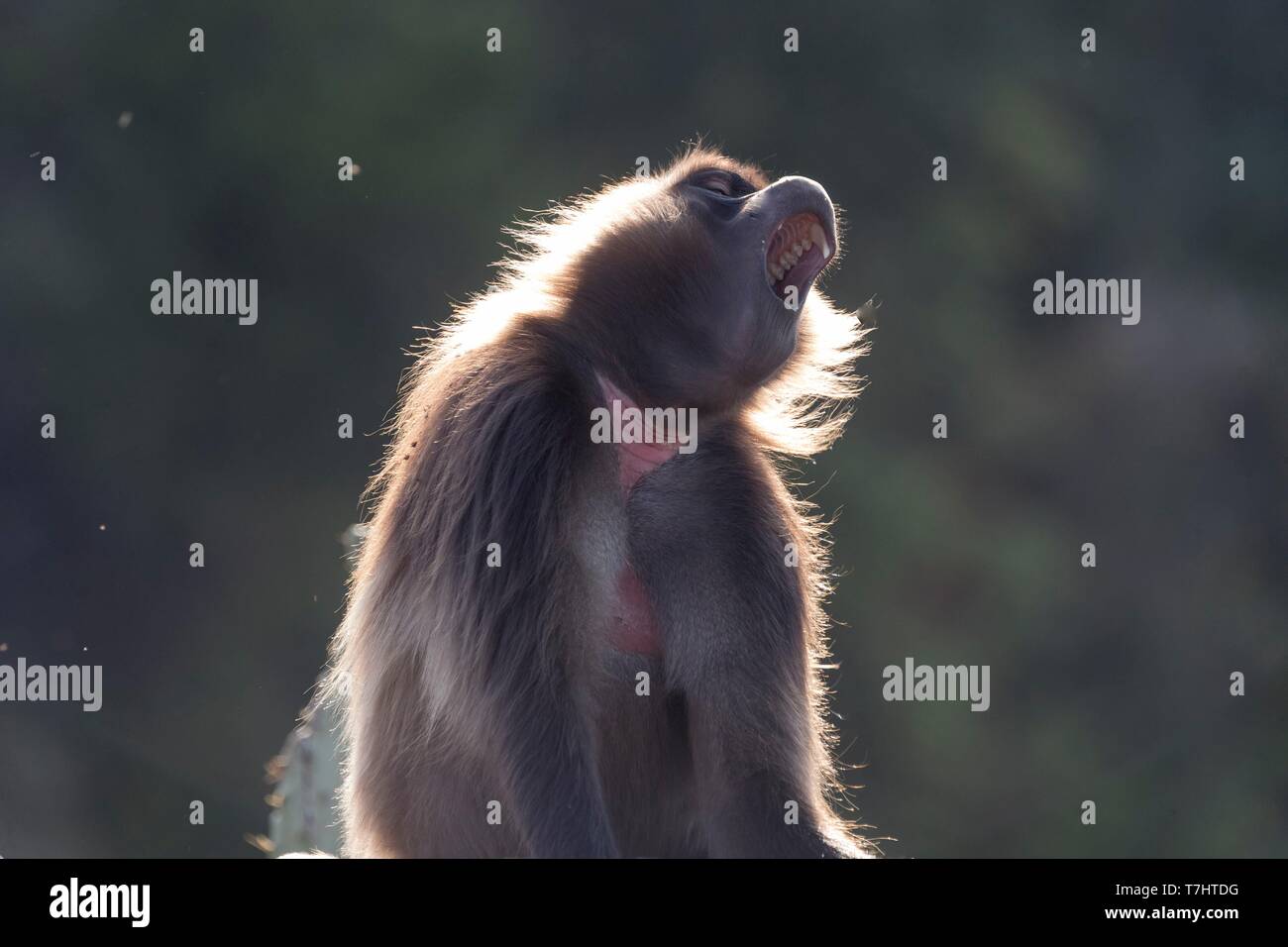 Ethiopia, Rift Valley, Debre Libanos, Gelada or Gelada baboon ...