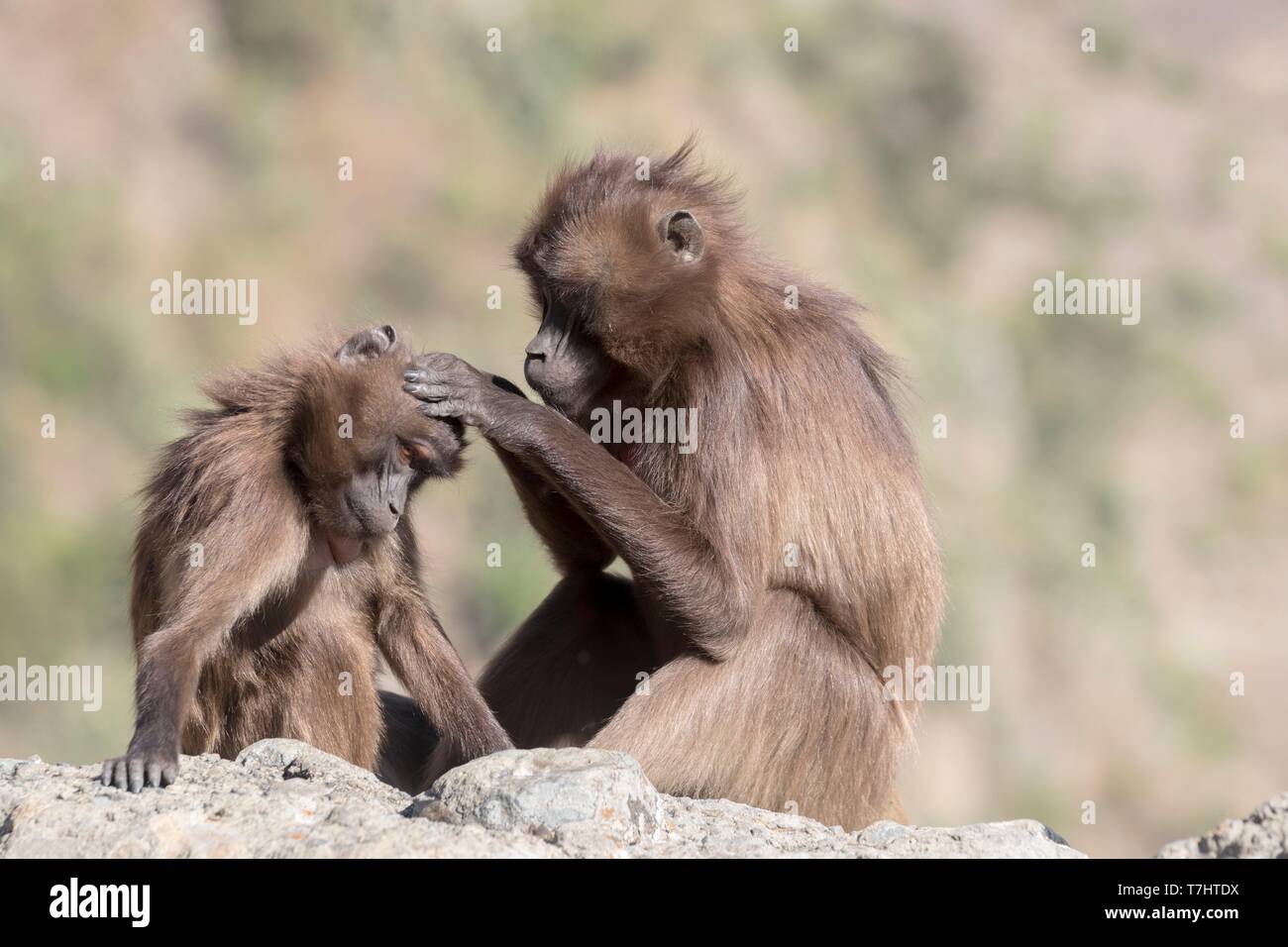 Ethiopia, Rift Valley, Debre Libanos, Gelada or Gelada baboon ...